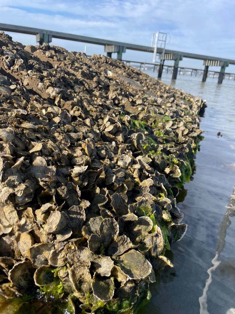 Adding Life to Shorelines | Marina Dock Age